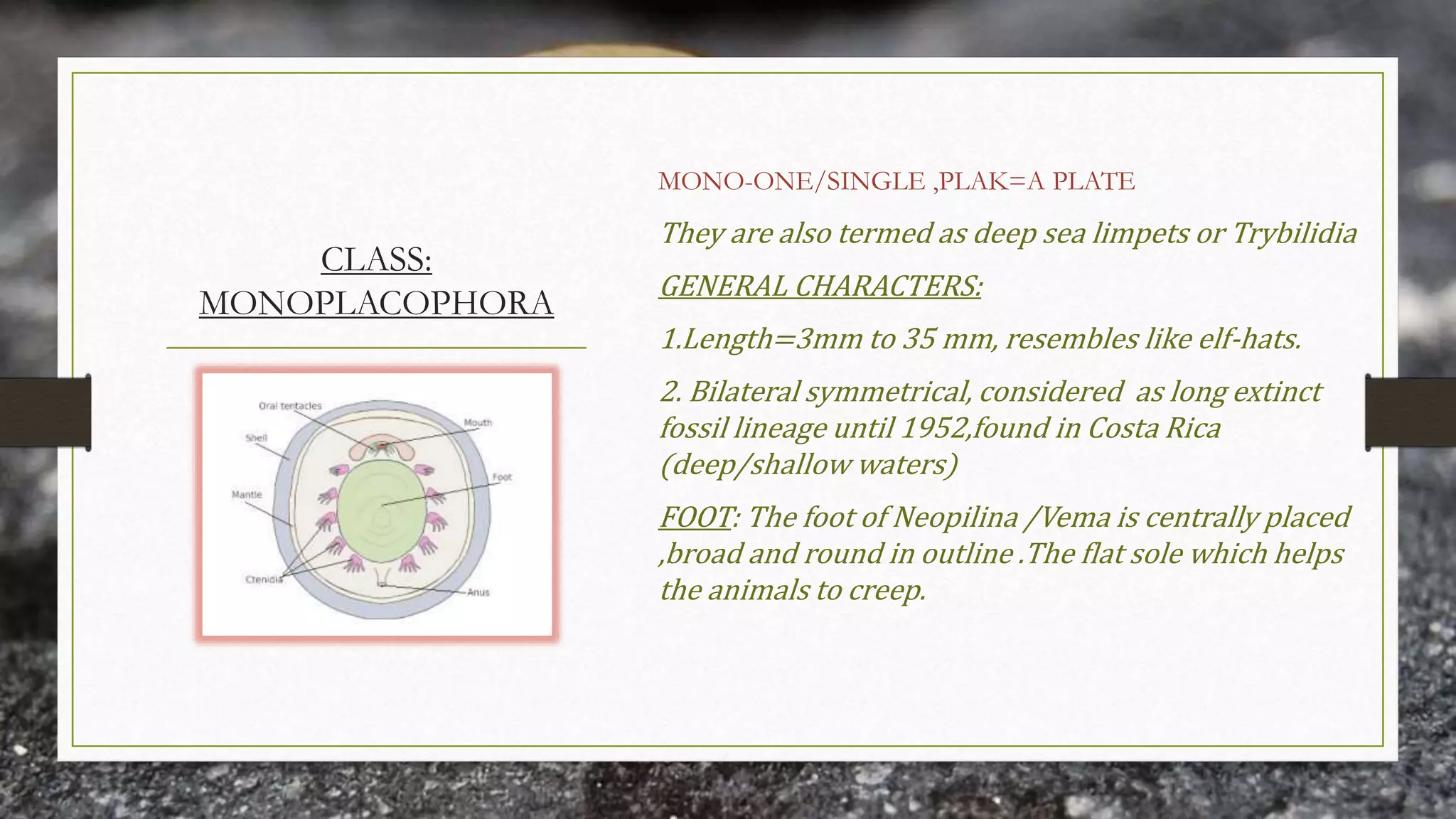 Foot and shell of molluscs | PPTX