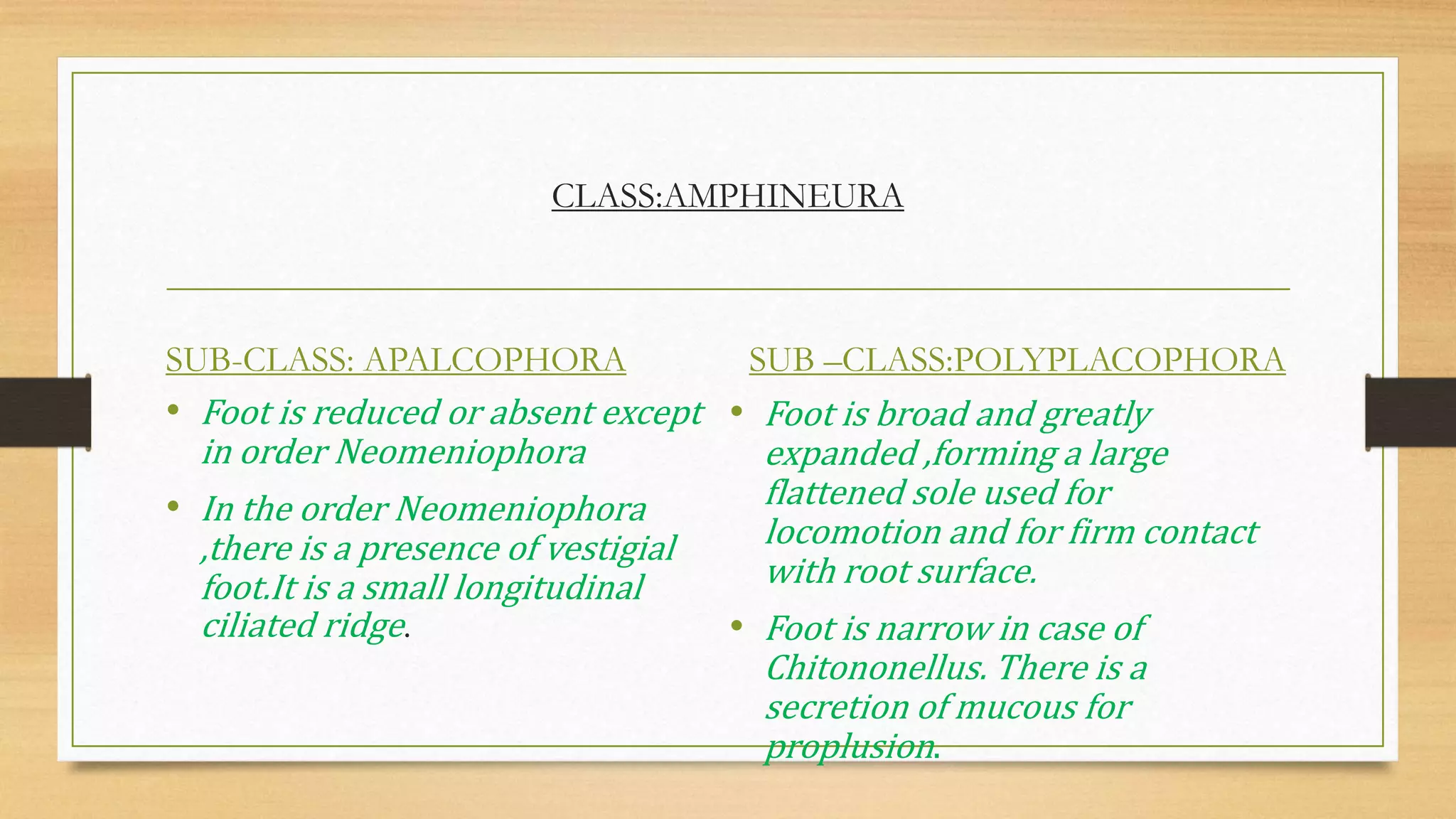 Foot and shell of molluscs | PPTX