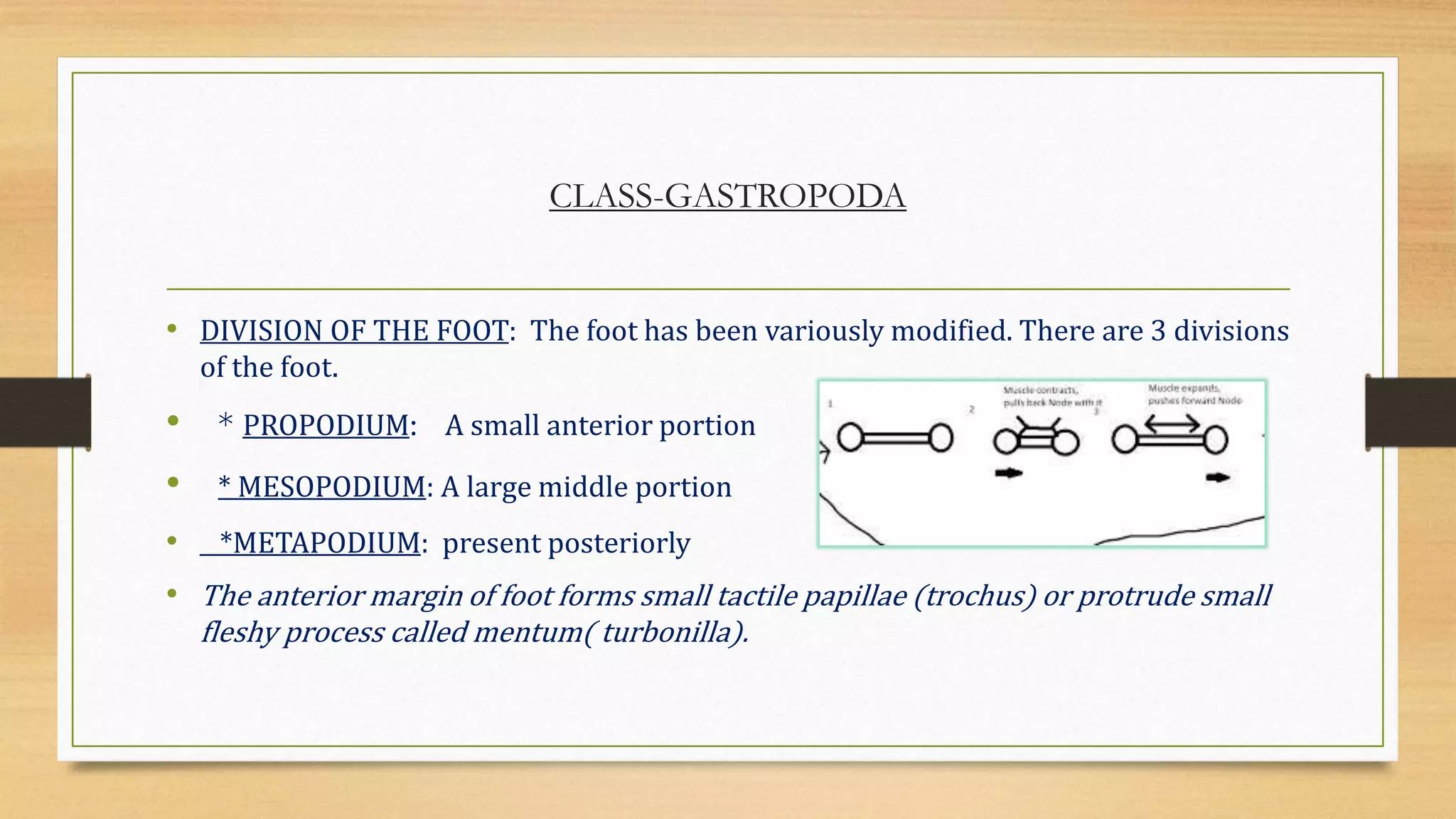Foot and shell of molluscs | PPTX