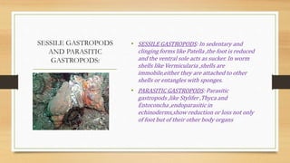 Foot and shell of molluscs | PPTX