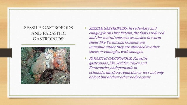 Foot and shell of molluscs | PPTX