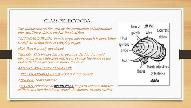 Foot and shell of molluscs | PPTX