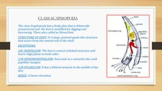 Foot and shell of molluscs | PPTX