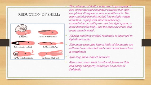 Foot and shell of molluscs | PPTX