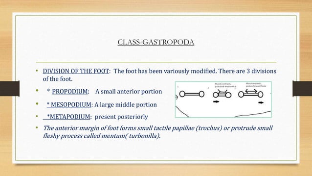 Foot and shell of molluscs | PPTX