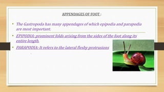 Foot and shell of molluscs | PPTX
