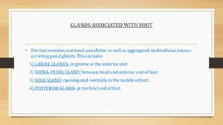 Foot and shell of molluscs | PPTX