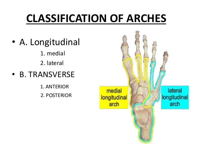 Transverse Arch Of Foot