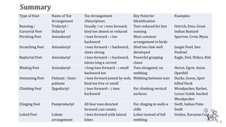 Types of Foot & Foot Modifications in Birds | PDF