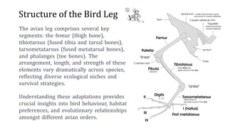 Types of Foot & Foot Modifications in Birds | PDF