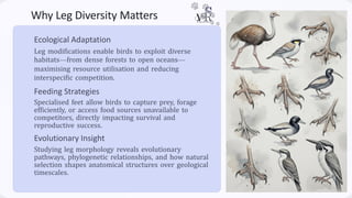 Types of Foot & Foot Modifications in Birds | PDF