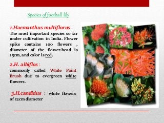 Football lily | PPTX