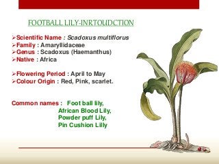 Football lily | PPT