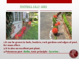 Football lily | PPTX