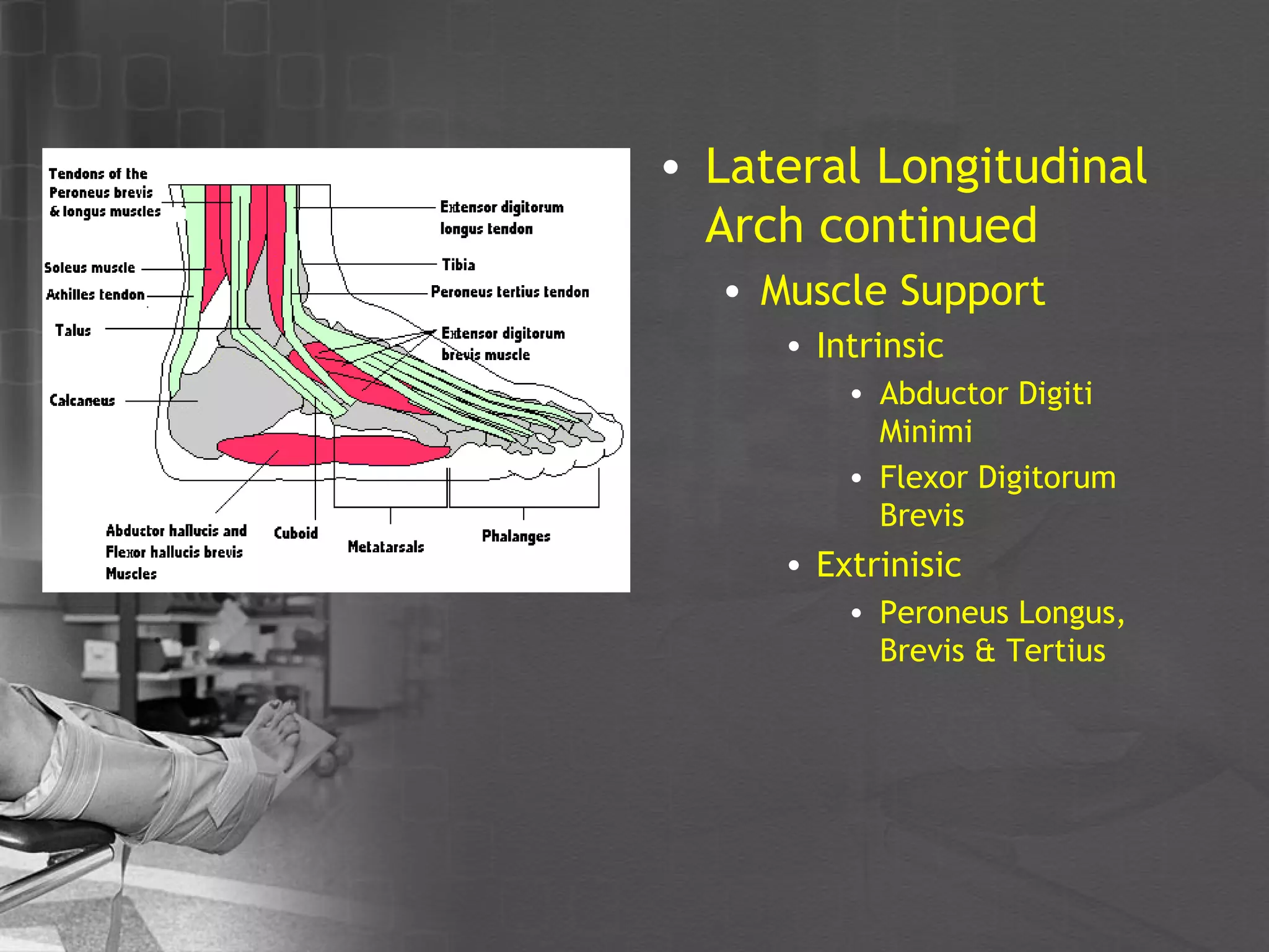 Foot biomechanics | PPT