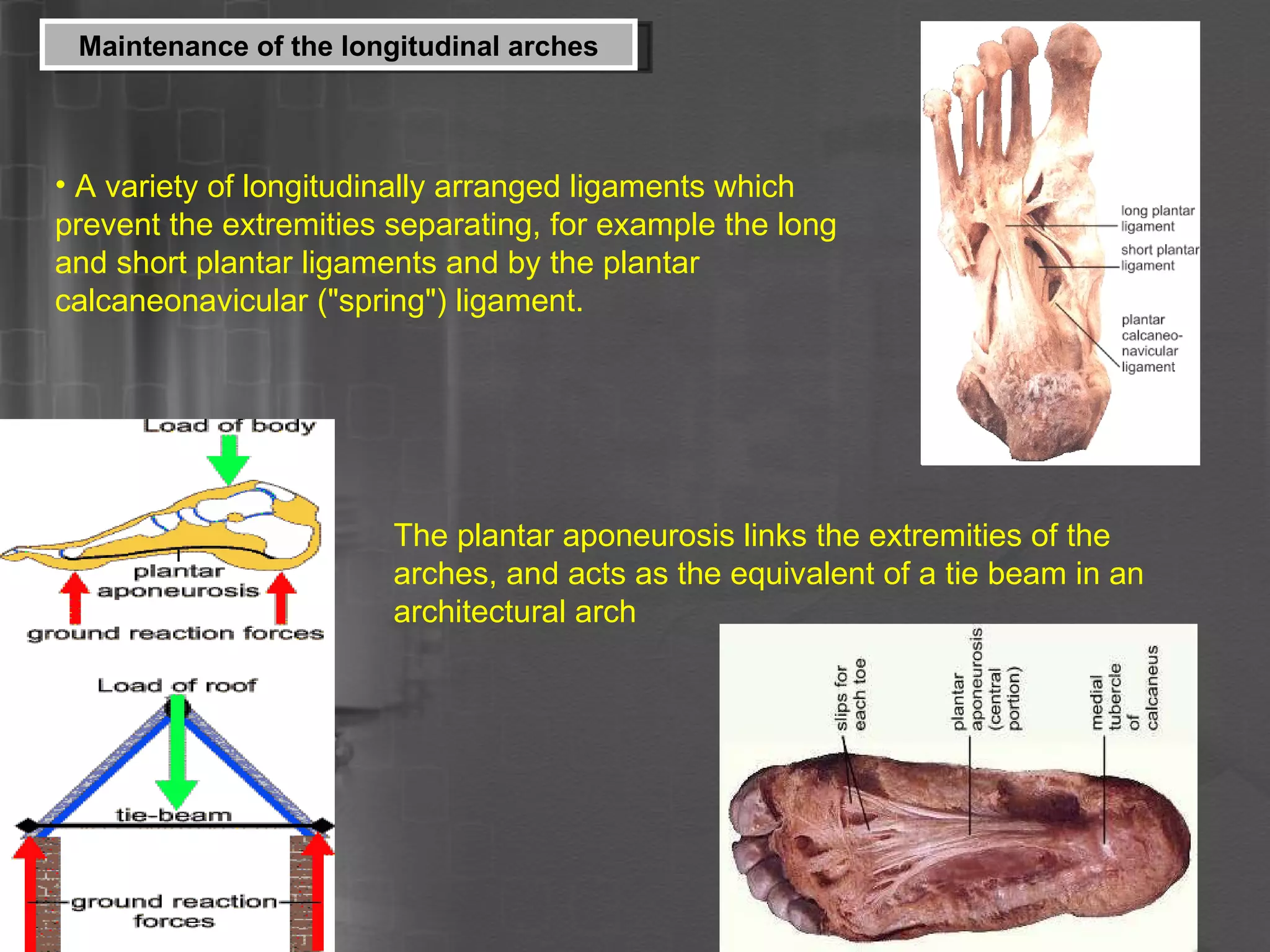 Foot biomechanics | PPT