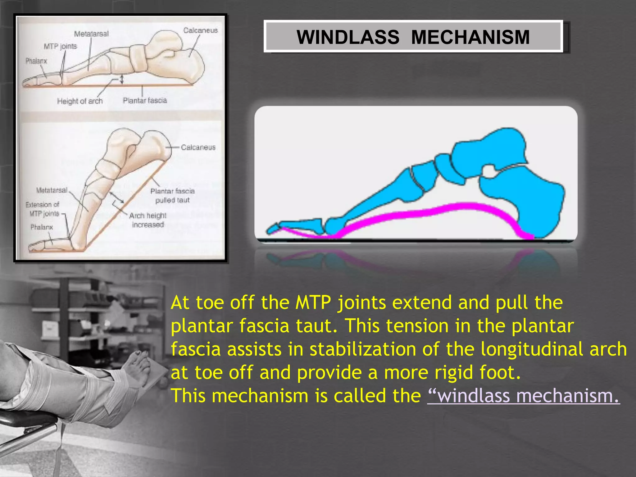Foot biomechanics | PPT