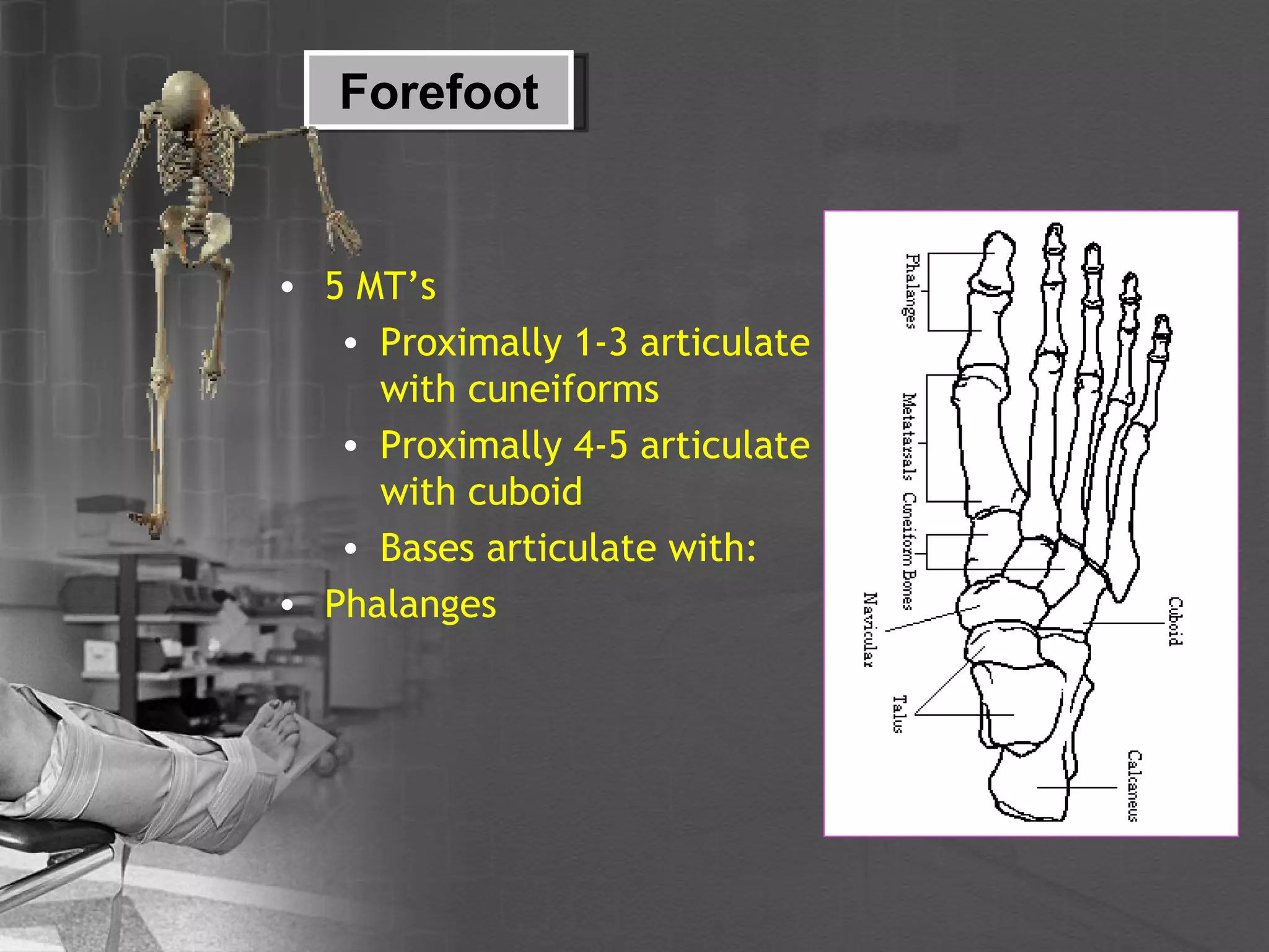 Foot biomechanics | PPT