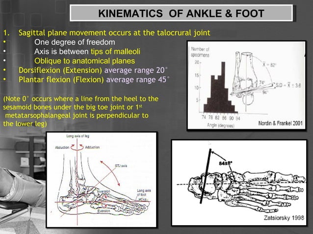 Foot biomechanics | PPT