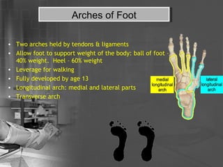 Foot biomechanics | PPT