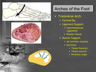 Foot biomechanics | PPT
