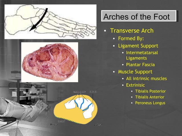 Foot biomechanics | PPT