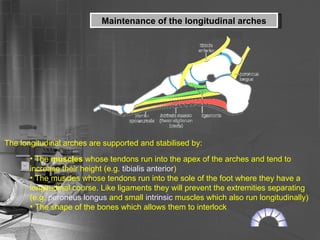 Foot biomechanics | PPT