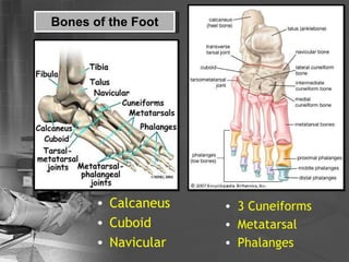 Foot biomechanics | PPT