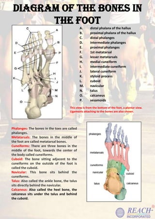 Foot care | PPTX