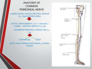 Foot drop | PPTX