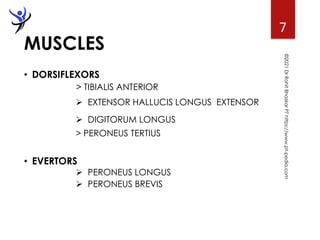 Foot Drop: Causes, Symptoms, and Treatment - Dr Rohit Bhaskar | PDF