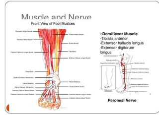 An approach to Foot drop | PPT