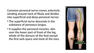 FOOT DROP AND ITS MANAGEMENT orthopedics | PPTX
