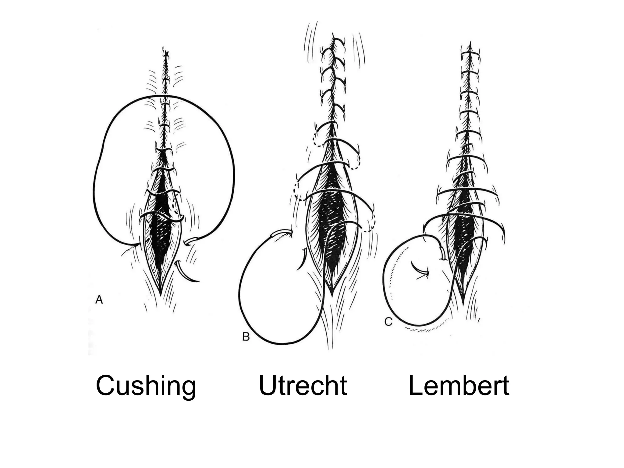 Foot diseases in bovine & corrective trimming.ppt