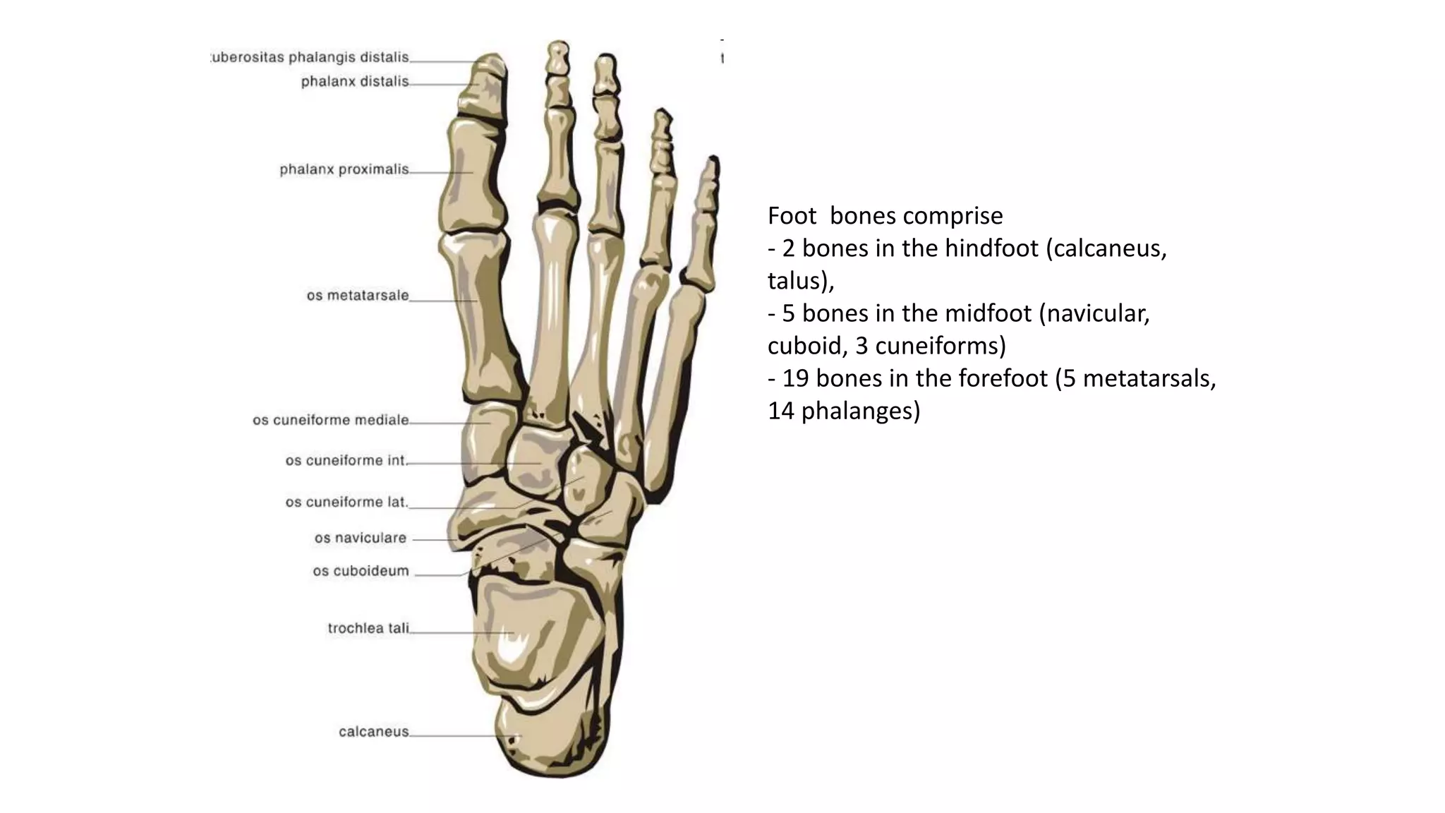 Foot fractures -meta tarsal fractures | PPTX