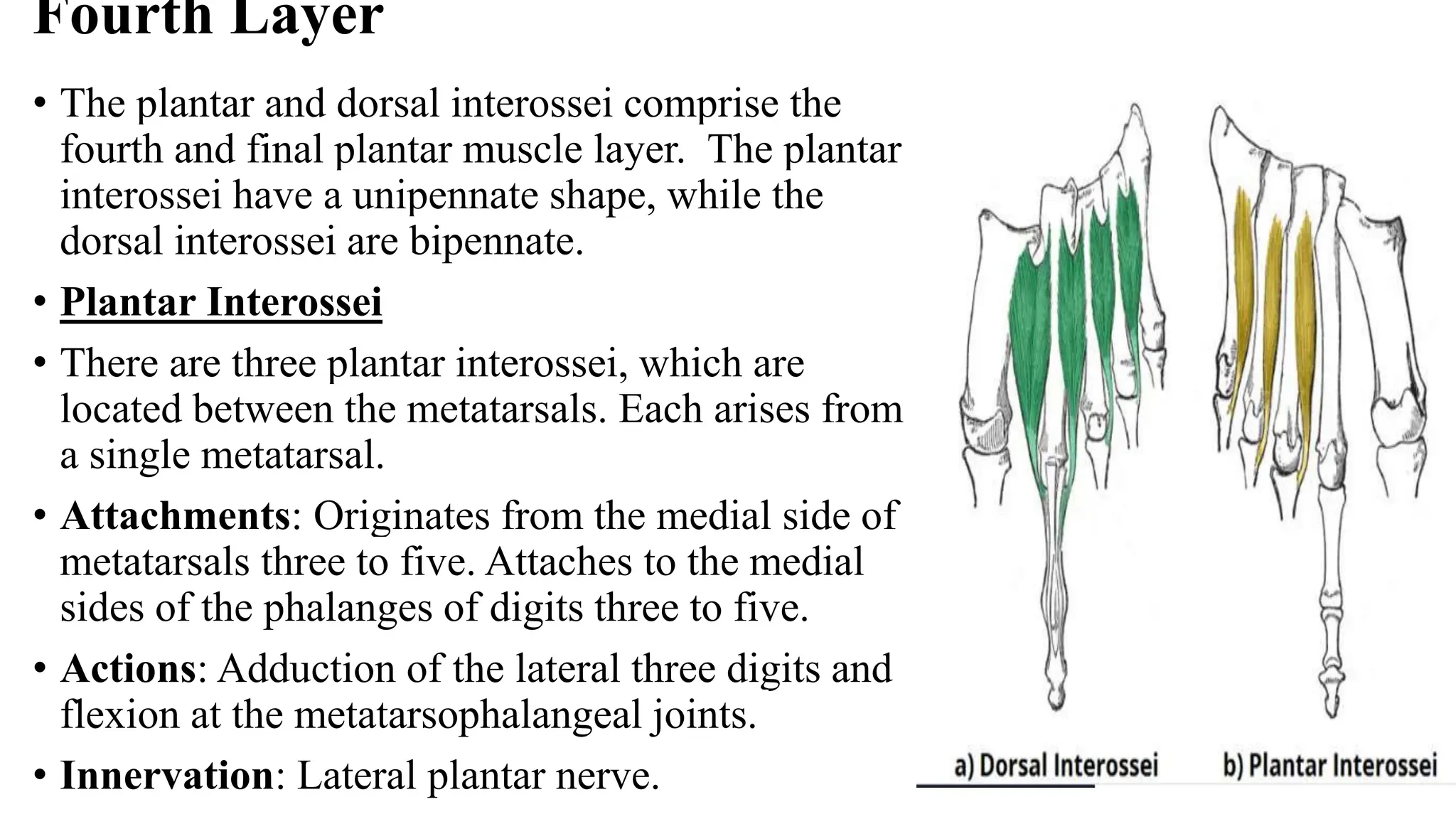 foot layers muscles blood and nerve supply.pptx