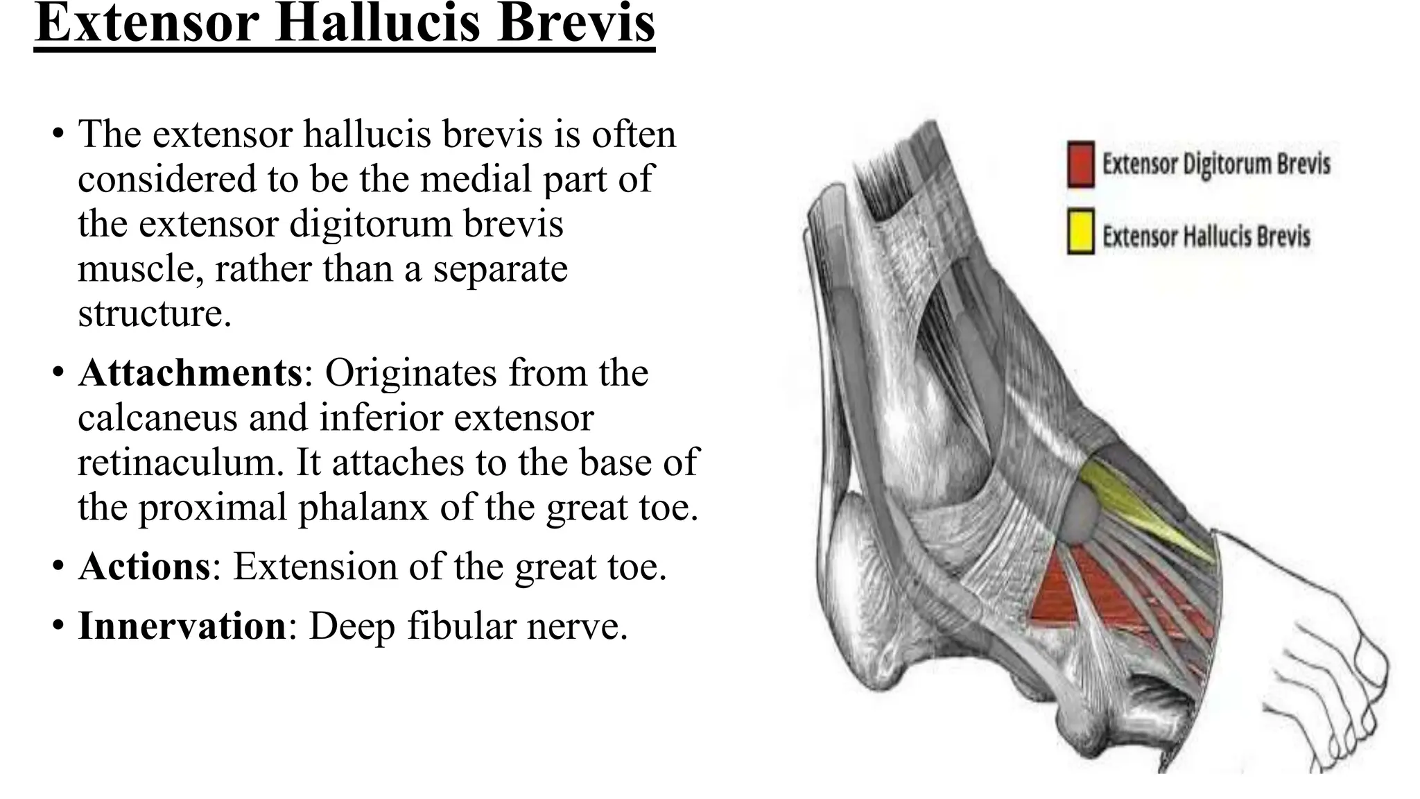 foot layers muscles blood and nerve supply.pptx