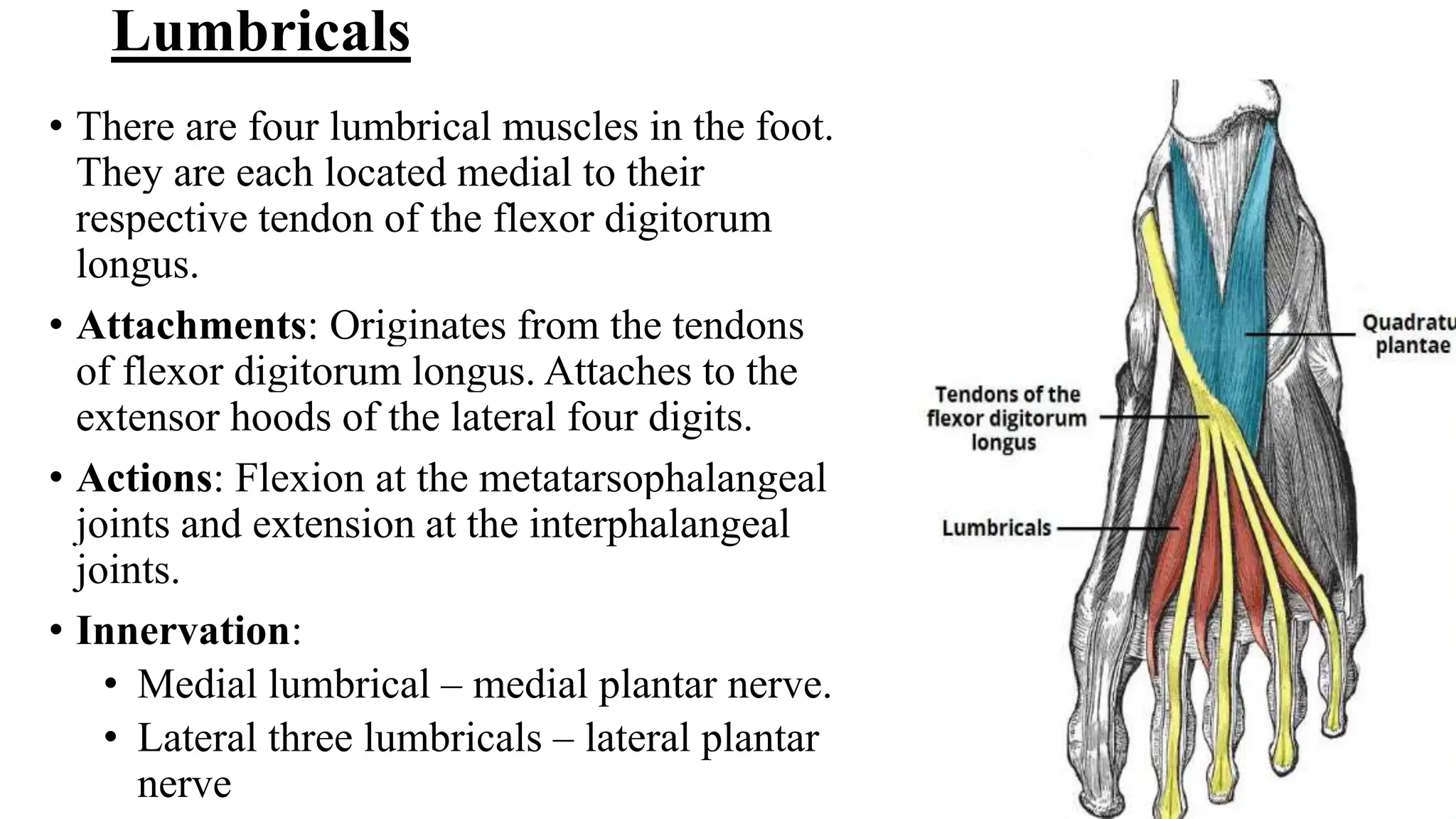foot layers muscles blood and nerve supply.pptx