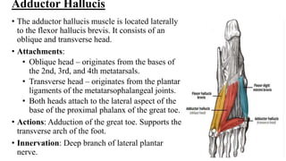 foot layers muscles blood and nerve supply.pptx