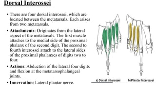 foot layers muscles blood and nerve supply.pptx