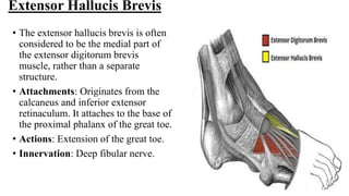 foot layers muscles blood and nerve supply.pptx