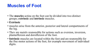 foot layers muscles blood and nerve supply.pptx