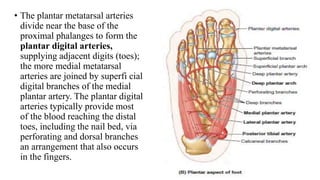 foot layers muscles blood and nerve supply.pptx