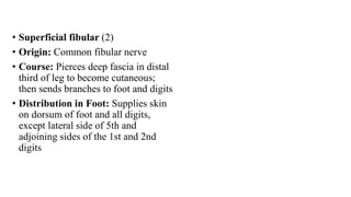 foot layers muscles blood and nerve supply.pptx