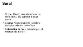 foot layers muscles blood and nerve supply.pptx
