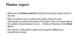 foot layers muscles blood and nerve supply.pptx