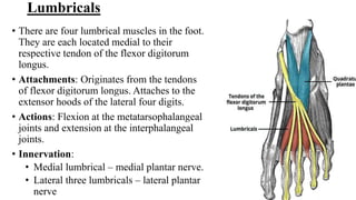 foot layers muscles blood and nerve supply.pptx