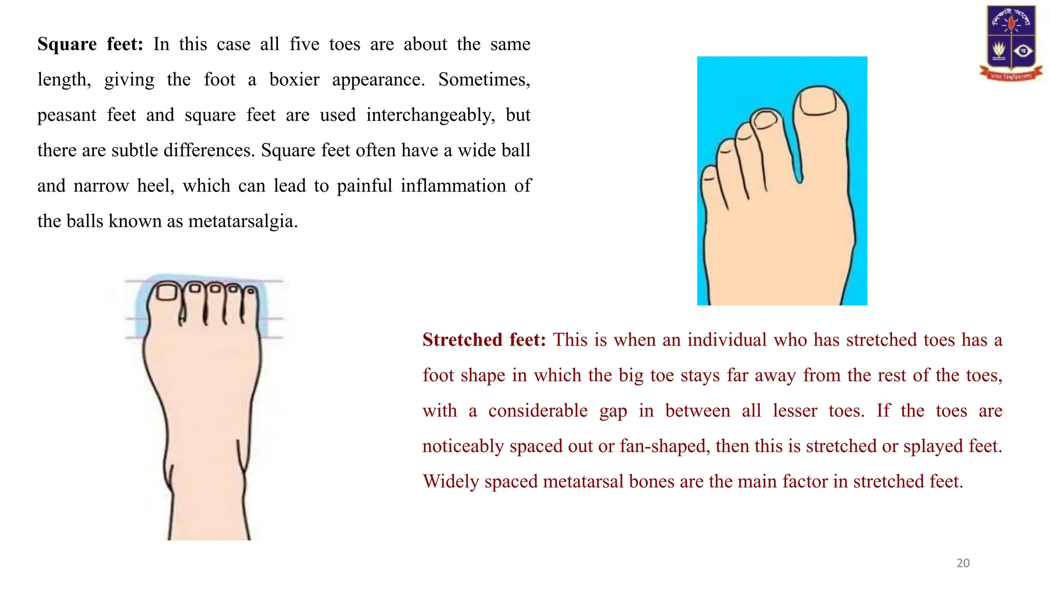 Human Foot Measurement-Foot Measurement.pptx