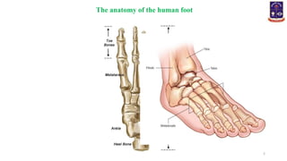 Human Foot Measurement-Foot Measurement.pptx