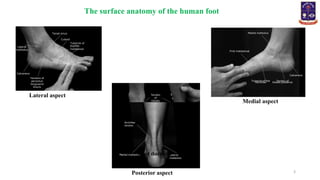 Human Foot Measurement-Foot Measurement.pptx